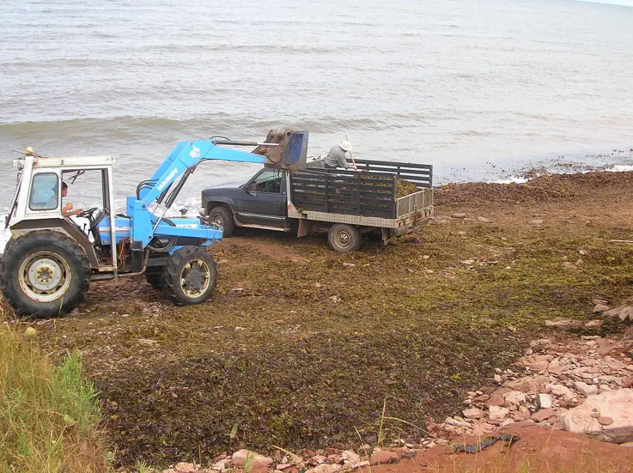 Kelp Farming Explained (How Seaweed Aquaculture Works and Why It ...